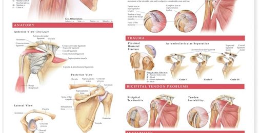 Index of /wp-content/uploads/Products/AnatomicalParts