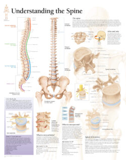 Anatomical Charts - Mediotronics Physical Medicine (Pty) Ltd